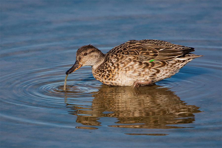 VRSTE DIVLJAČI ‹ Lovstvo Bar
